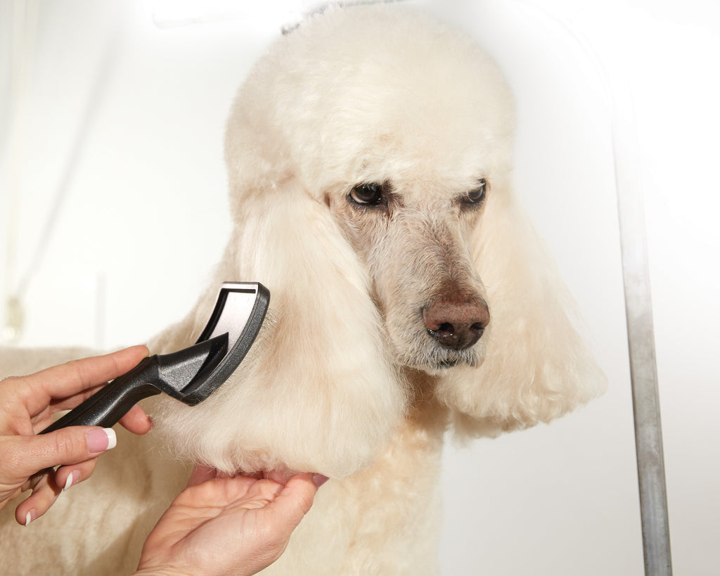 Types of Grooming Brushes : Use the right one with this guide – ABK ...