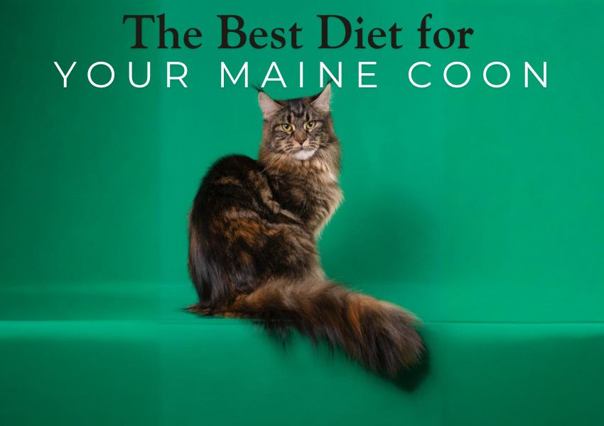 The Best Diet for Your Maine Coon – Nutrition Tips & Guide – ABK Grooming