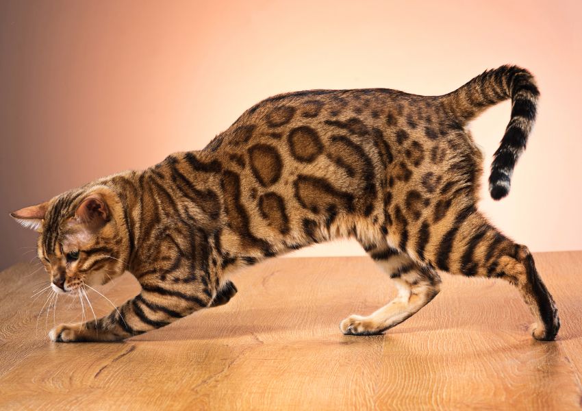 10 Must Know Tips for Bengal Cat Owners – ABK Grooming
