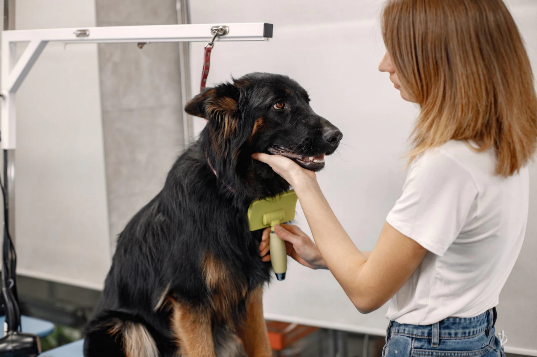 How To Groom An Aggressive Dog? – ABK Grooming