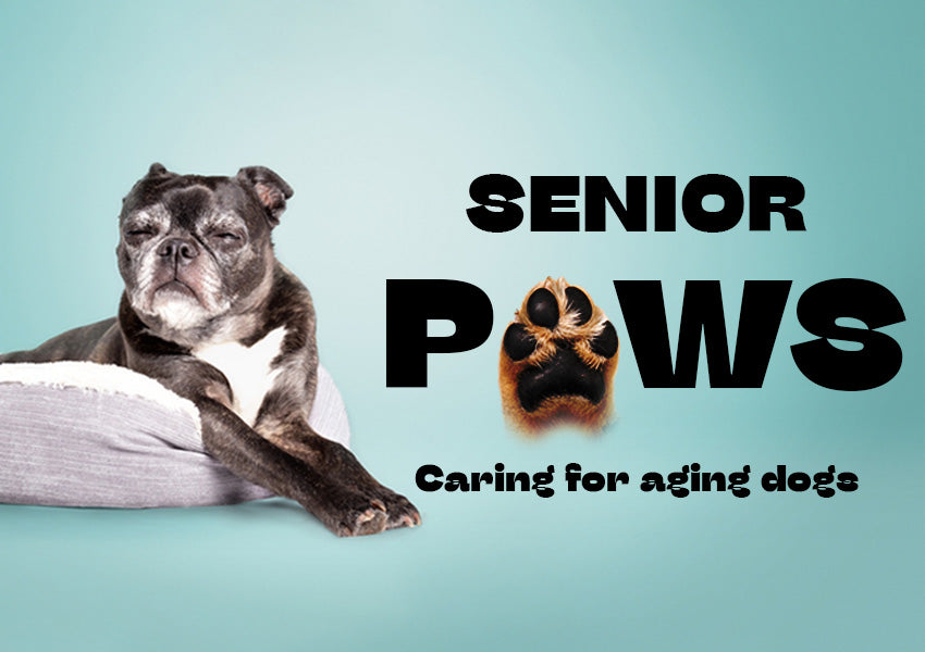 How to Take Care of a Senior Dog: Essential Tips and Advice – ABK Grooming