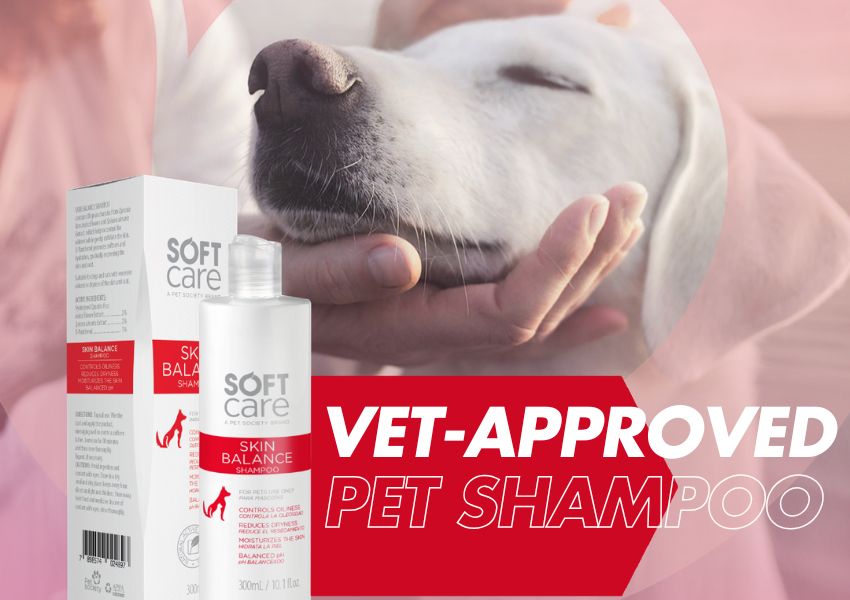 5 Vet-Approved Pet Products You Should Have in 2025 – ABK Grooming