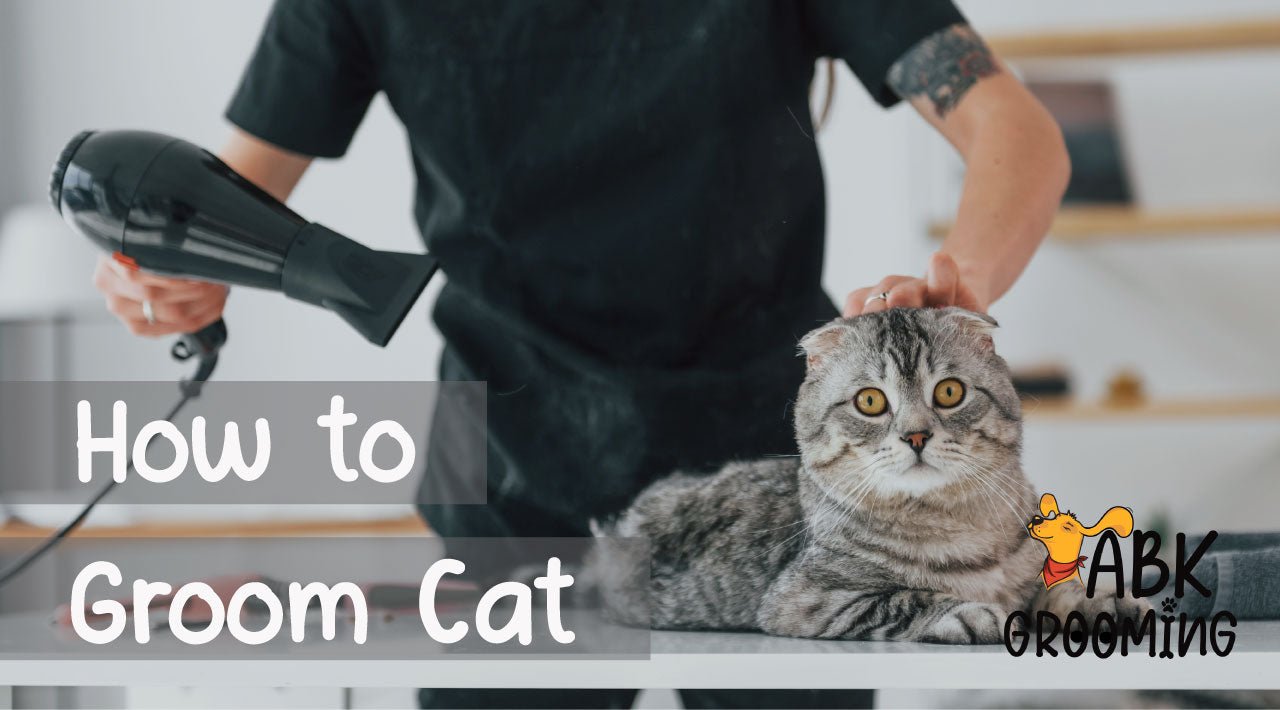 A Complete Guide to Grooming your Cats – ABK Grooming