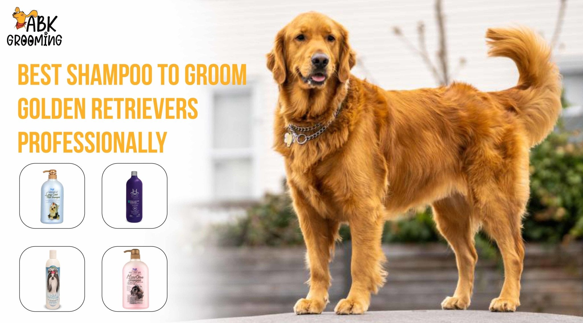 Best shampoo to groom Golden Retrievers professionally – ABK Grooming