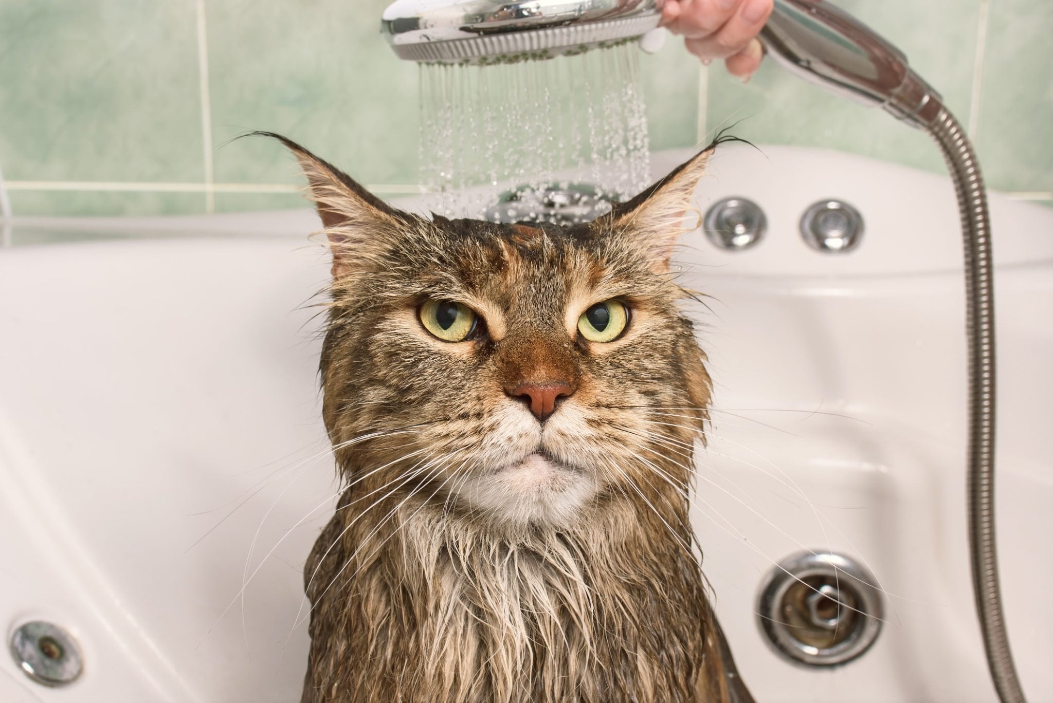 Cat Bathing Tips – ABK Grooming