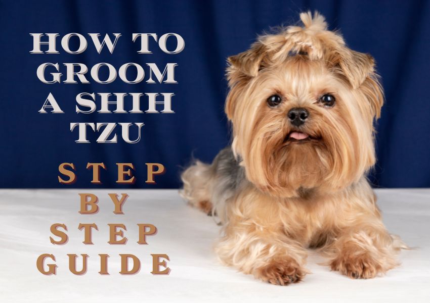 How to Groom a Shih Tzu: Step-by-Step Guide – ABK Grooming