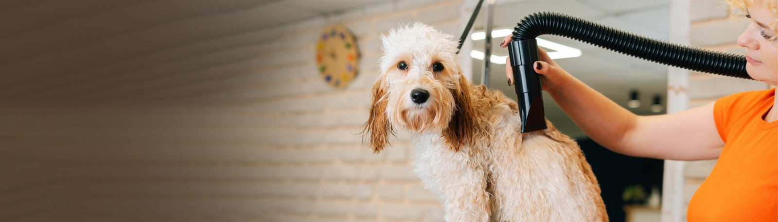 High-Performance Pet Dryers – Fast & Safe Drying for Dogs & Cats – Page ...