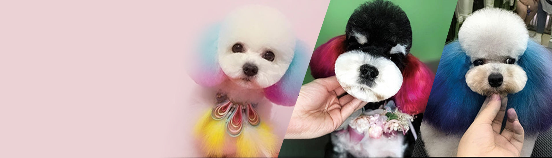 Safe Pet Highlights & Colors – Vibrant Coat Grooming for Pets – ABK ...