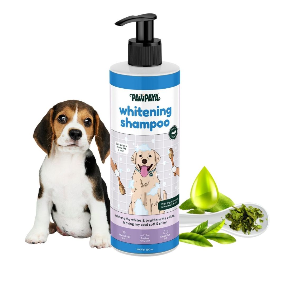Best Dog Whitening Shampoo (2024): Pawpaya for White Coats (ABK Grooming)